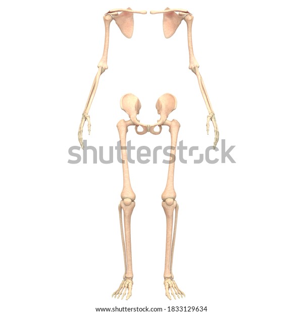 Human Skeleton System Appendicular Skeleton Anatomy Stock Illustration ...