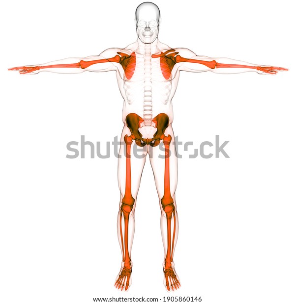 Human Skeleton System Appendicular Skeleton Anatomy Stock Illustration ...