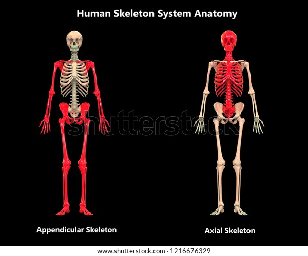 Human Skeleton System Appendicular and Axial Anatomy. 3D