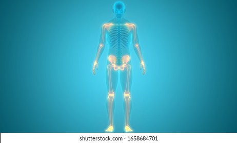 Human Skeleton System Appendicular Skeleton Bone Stock Illustration ...