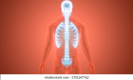 Human Skeleton System Axial Skeleton Bone Stock Illustration 1701247762