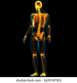 3d Illustration Human Body Backbone Anatomy 스톡 일러스트 662187547 ...
