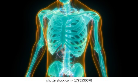 Human Respiratory System Lungs Anatomy 3d Stock Illustration 1076471528