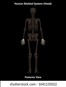 Human Skeleton System Bones Hand Anatomy Stock Illustration 1041135022