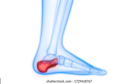 Human Skeleton System Calcaneus Bone Joints Stock Illustration ...