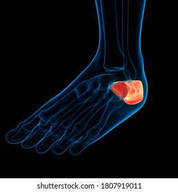 Human Skeleton System Calcaneus Bone Joints: ilustrações stock ...