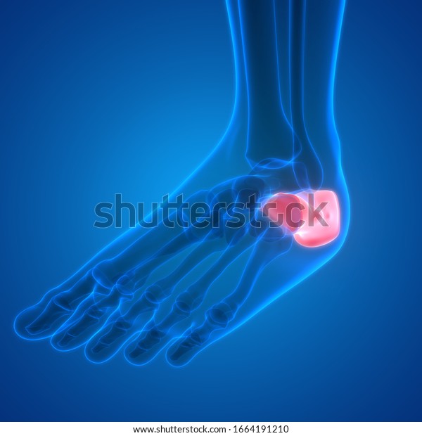 Human Skeleton System Calcaneus Bone Joints Stock Illustration ...