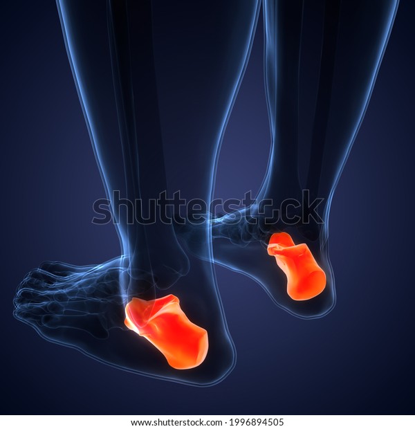 Human Skeleton System Calcaneus Bone Joints Stock Illustration ...