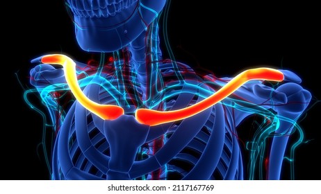 Human Skeleton System Clavicle Bone Joints Stock Illustration ...
