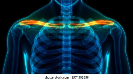 Human Skeleton System Clavicle Joints Anatomy Stock Illustration ...