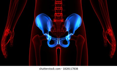Human Skeleton System Hip Bone Joints Stock Illustration 1828117838 ...