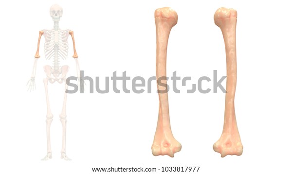 Human Skeleton System Humerus Anatomy Anterior Stock Illustration ...