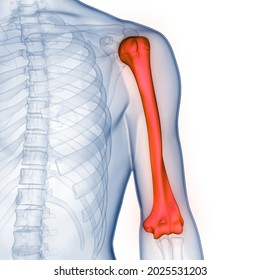 Humeris Images, Stock Photos & Vectors | Shutterstock