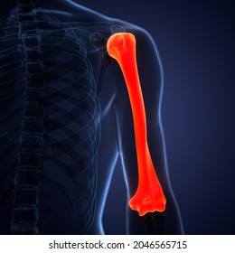 Humeris Images, Stock Photos & Vectors | Shutterstock