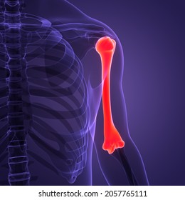 Humeris Images, Stock Photos & Vectors | Shutterstock