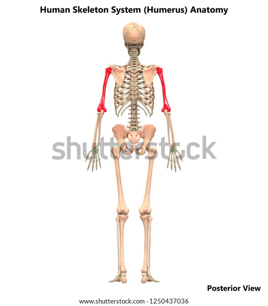 Human Skeleton System Humerus Bone Joints Stock Illustration 1250437036 ...