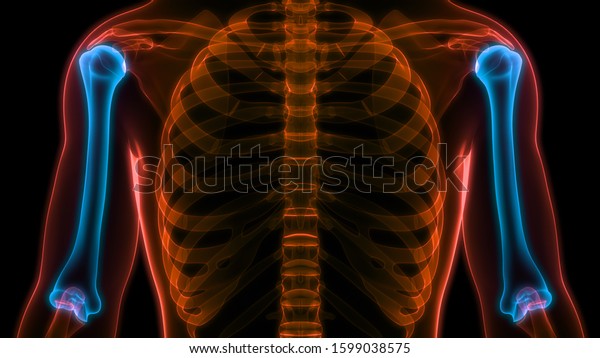 Human Skeleton System Humerus Bone Parts Stock Illustration 1599038575 ...