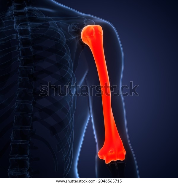 Human Skeleton System Humerus Bone Joints Stock Illustration 2046565715 ...