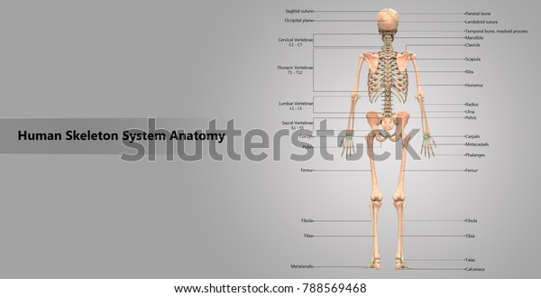 Human Skeleton System Labels Anatomy Posterior: ilustracja stockowa ...