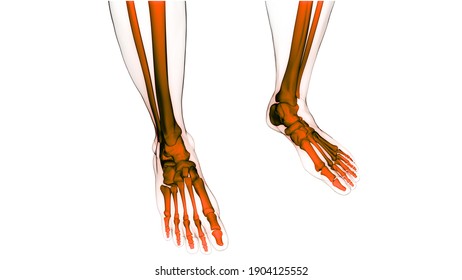 1,977 Upper Leg Bone Images, Stock Photos & Vectors | Shutterstock