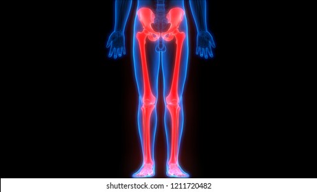 Human Skeleton System Lower Limbs Bones Stock Illustration 1211720482
