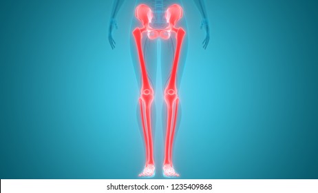 Human Skeleton System Lower Limbs Anatomy Stock Illustration 1235409868 ...
