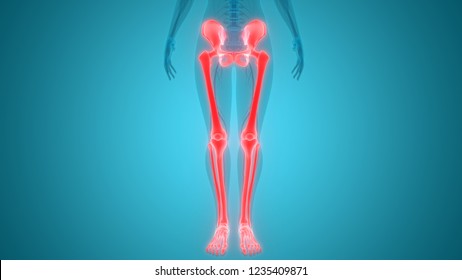 Human Skeleton System Lower Limbs Anatomy Stock Illustration 1235409871 ...