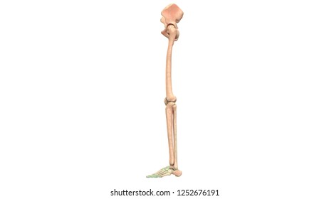 Human Skeleton System Lower Limbs Anatomy Stock Illustration 1252676191 ...