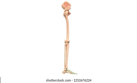 Human Skeleton System Lower Limbs Anatomy Stock Illustration 1252676224 ...