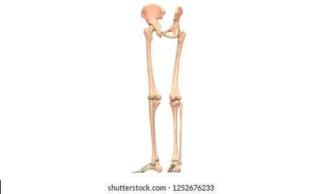 Human Skeleton System Lower Limbs Anatomy Stock Illustration 1252676221 ...