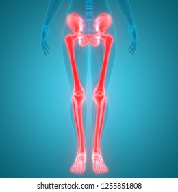 Human Skeleton System Lower Limbs Anatomy Stock Illustration 1255851808