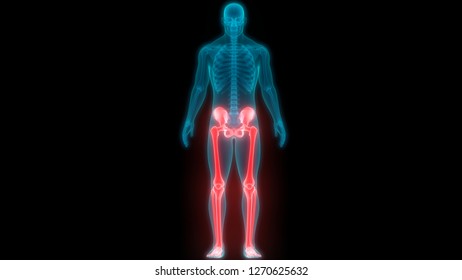 Human Skeleton System Lower Limbs Anatomy Stock Illustration 1270625632 ...