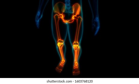 Human Skeleton System Lower Limbs Anatomy Stock Illustration 1603768120 ...