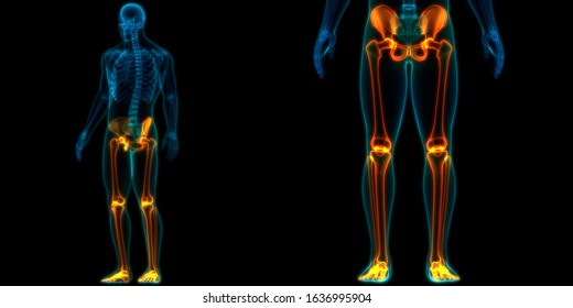 Human Skeleton System Lower Limbs Anatomy: ilustrações stock 1636995904 ...