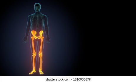 Human Skeleton System Lower Limbs Skeletal Stock Illustration ...
