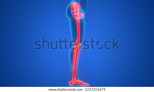 Human Skeleton System Lower Limbs Anatomy Stock Illustration 1227252679