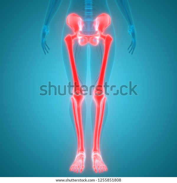 Human Skeleton System Lower Limbs Anatomy Stock Illustration 1255851808 ...