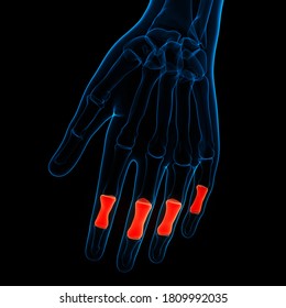 Human Skeleton System Distal Phalanges Joints Stock Illustration 1809028249