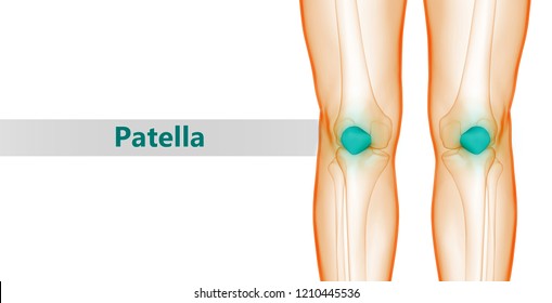 Human Skeleton System Patella Bones Anatomy Stock Illustration ...