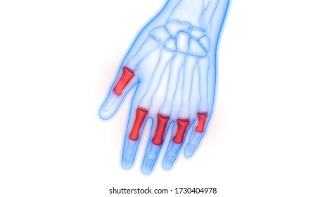 Human Skeleton System Proximal Phalanges Joints Stock Illustration ...
