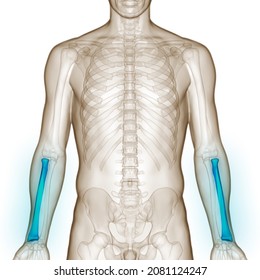 Human Skeleton System Radius Bone Joints Stock Illustration 2081124247 ...