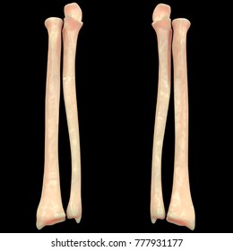 Ilustrasi Stok Human Skeleton System Radius Ulna Anatomy 777165598 ...