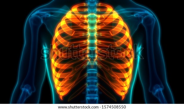 Human Skeleton System Rib Cage Anatomy Stock Illustration 1574508550 ...