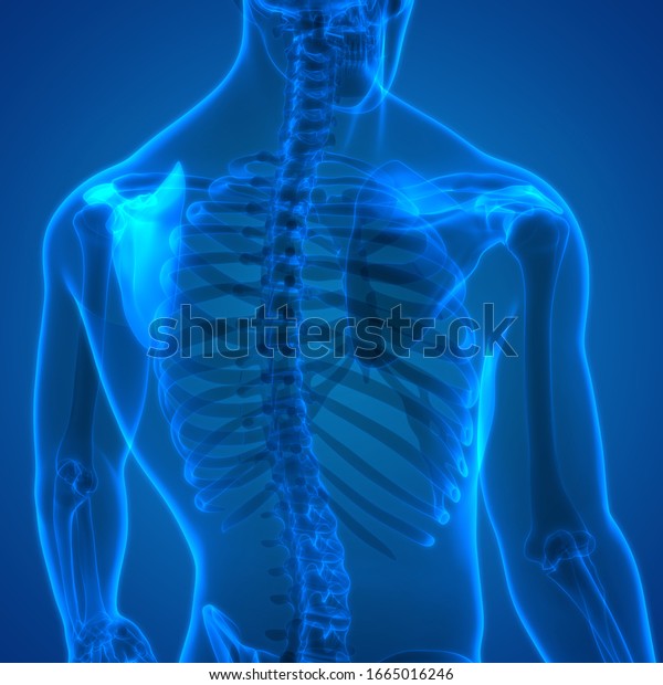 Human Skeleton System Scapula Bone Joints Stock Illustration 1665016246 ...