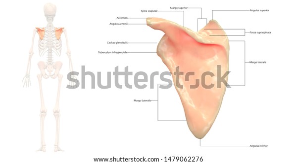 Human Skeleton System Scapula Bones Anatomy Stock Illustration 1479062276