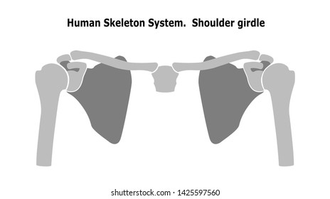 672 Shoulder girdle Images, Stock Photos & Vectors | Shutterstock