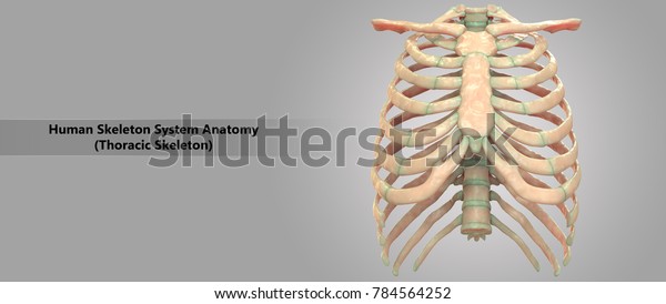 Human Skeleton System Thoracic Skeleton Anatomy Stock Illustration ...