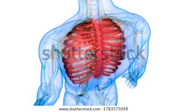 Human Skeleton System Thoracic Skeleton Bone Stock Illustration 1783575098