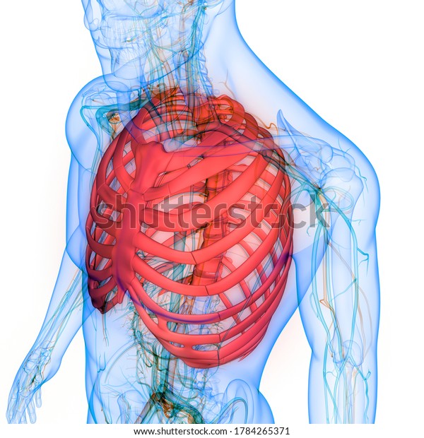 Human Skeleton System Thoracic Skeleton Bone Stock Illustration ...