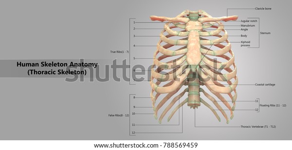 Human Skeleton System Thoracic Skeleton Labels Stock Illustration ...